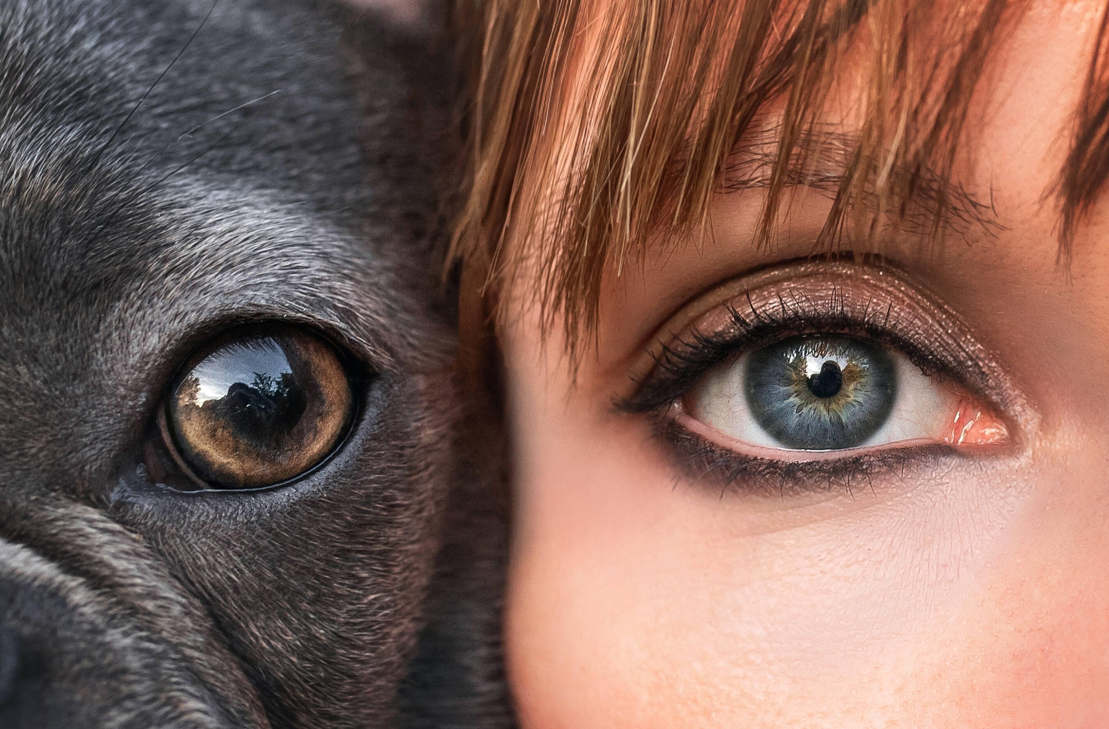 How Our Eyes Differ from the Eyes of Animals – Iris