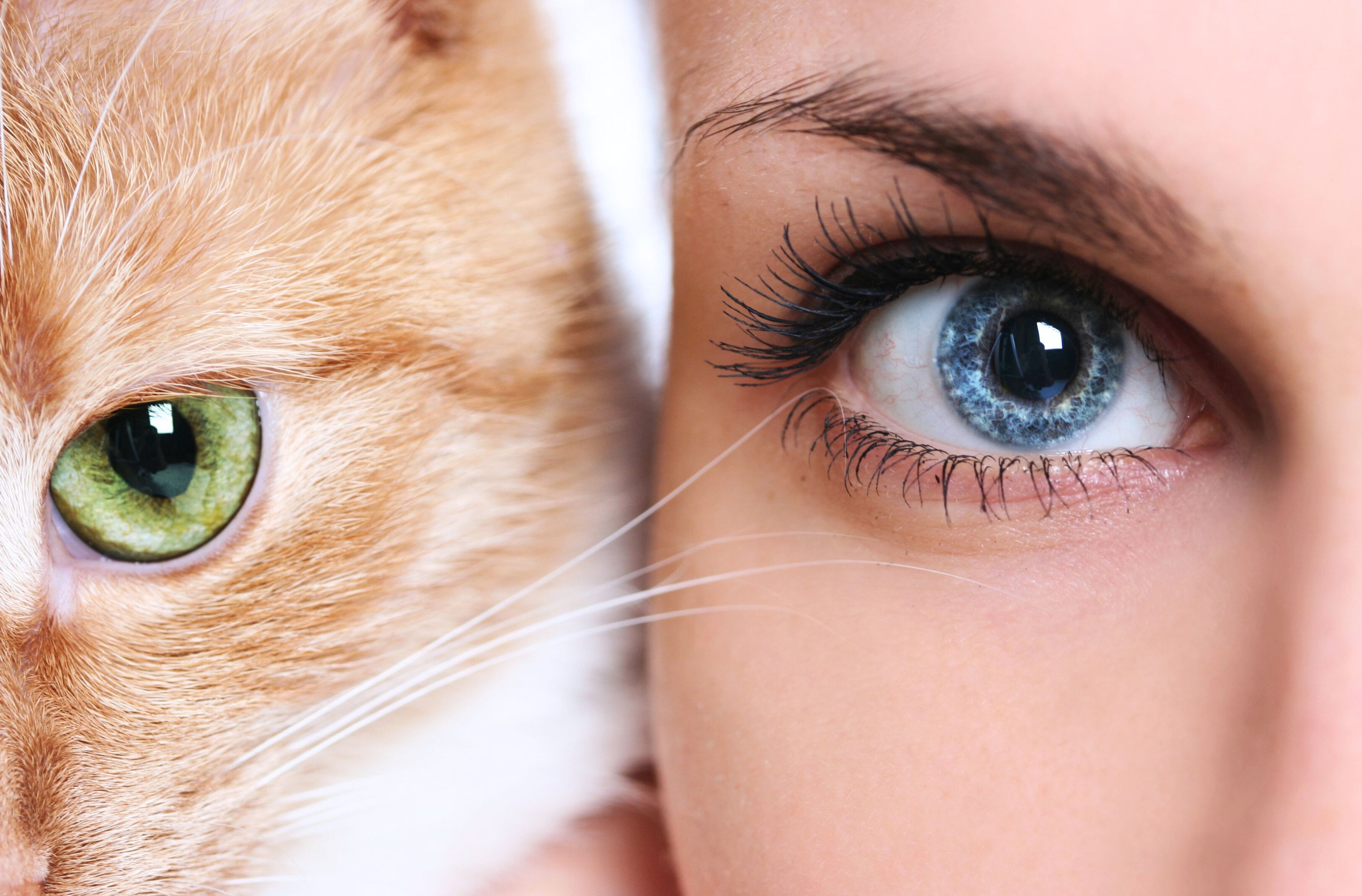 How Animals See the World: Comparing Human and Animal Vision – Iris